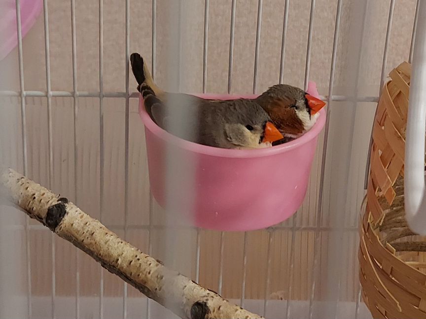 Зебровая амадина, самка