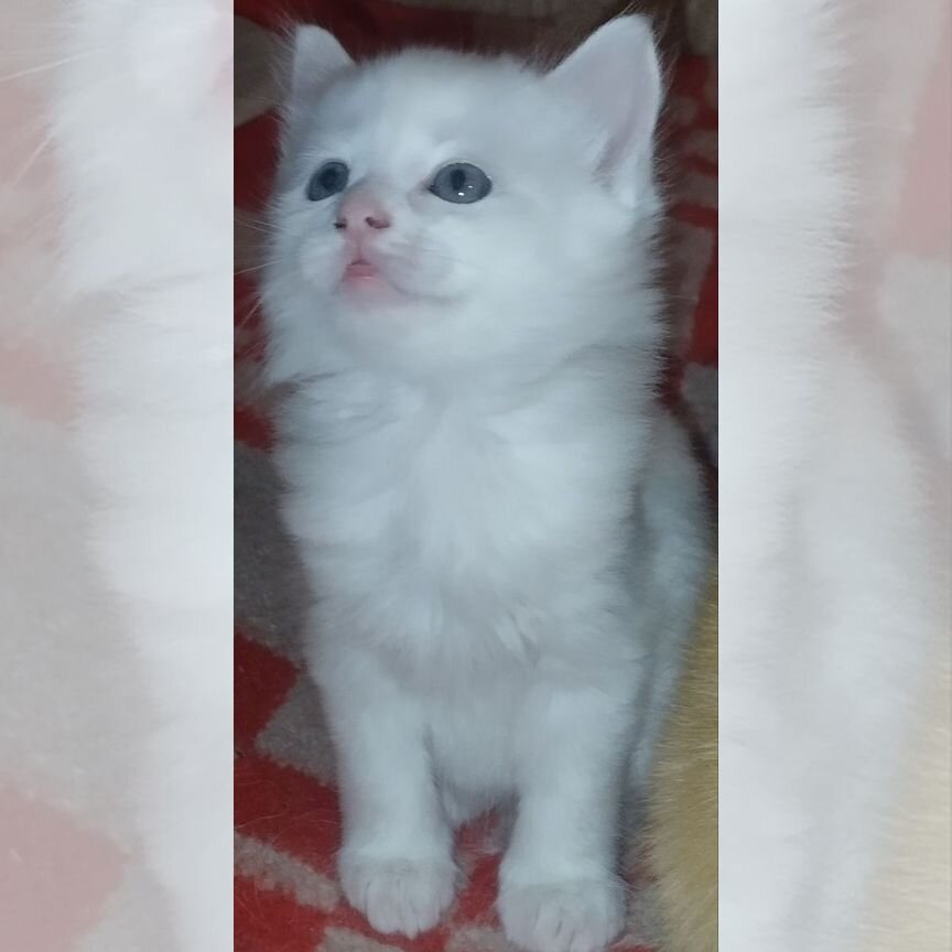 Турецкая ангора котёнок