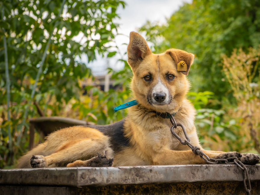 Несчастному щенку очень нужен дом