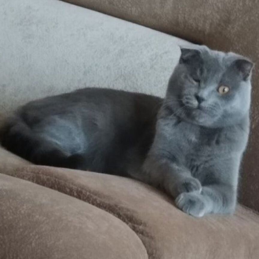 Кот Кексик