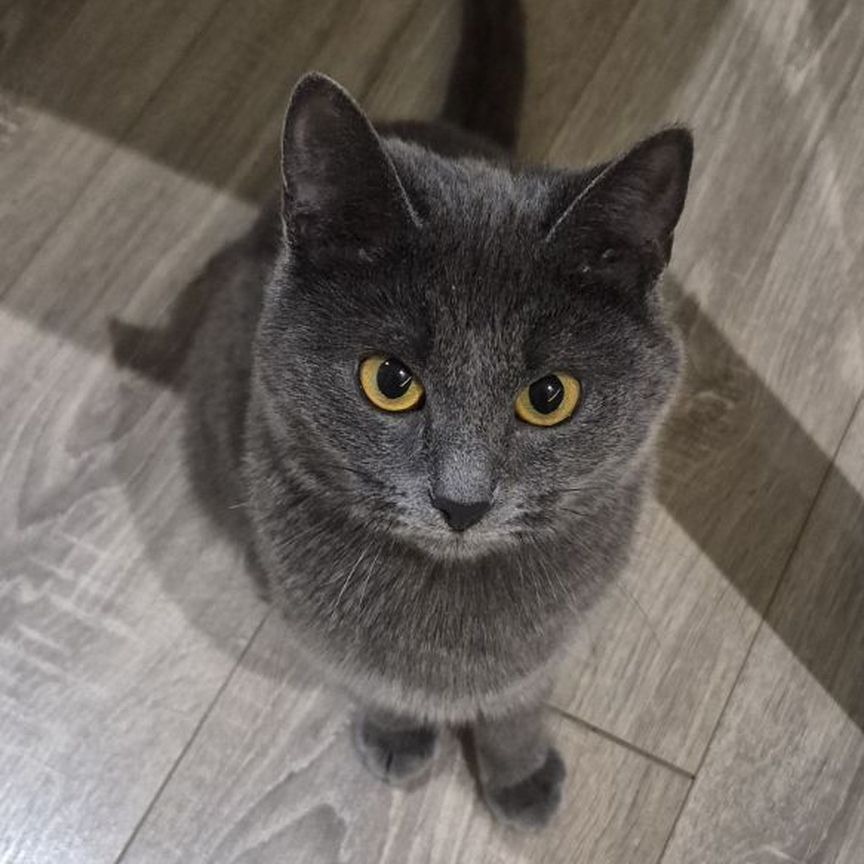 Взрослая, кошка в добрые руки