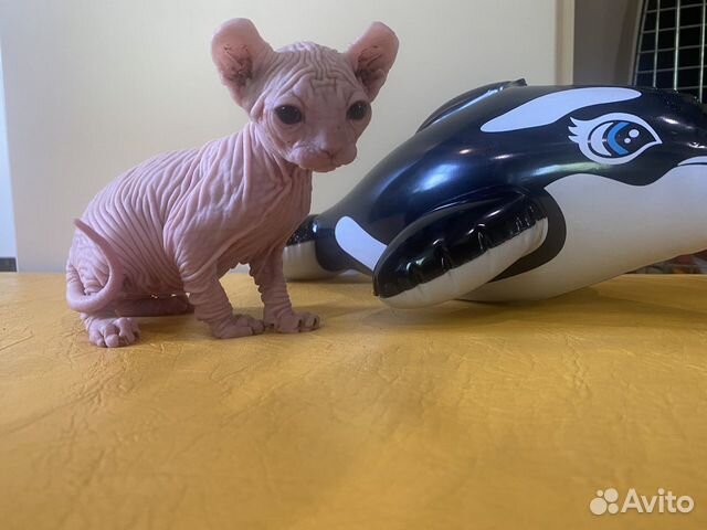 Котенок эльф от разноглазой кошки