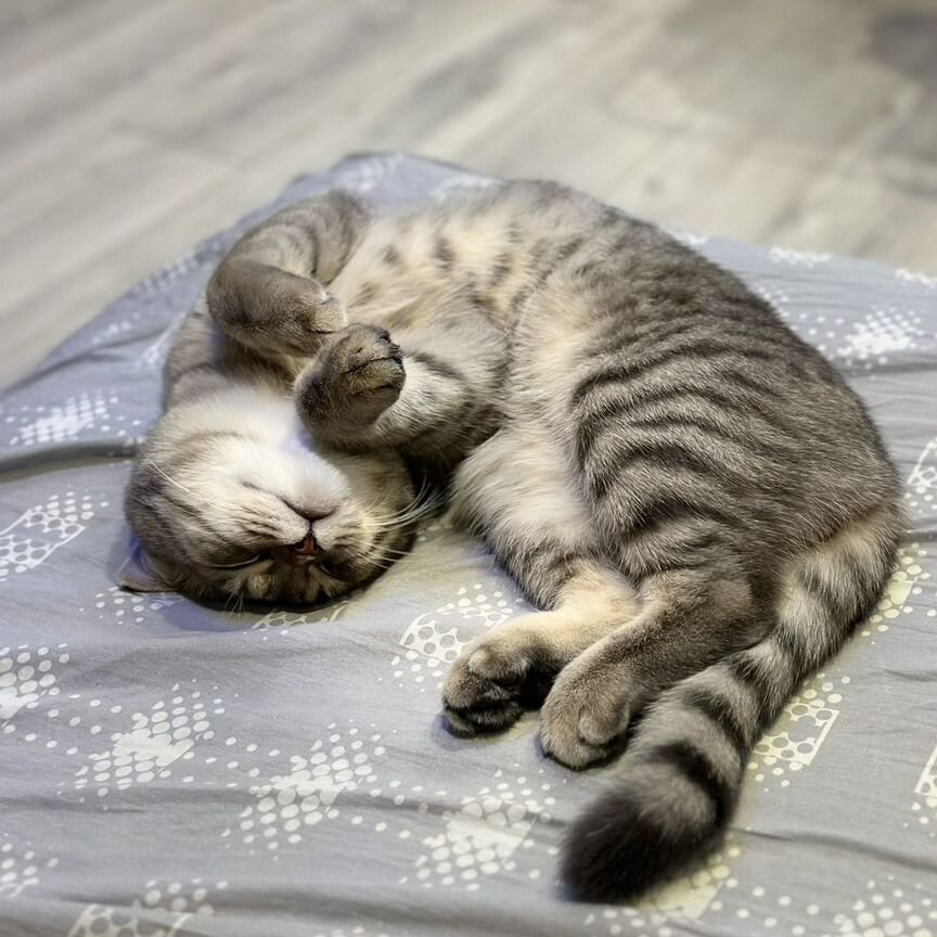 Шотландский кот вязка
