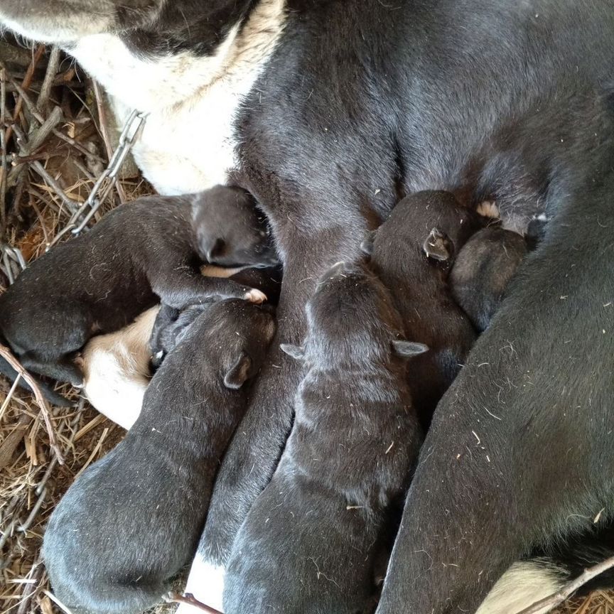 Щенки альтембурская овчарка