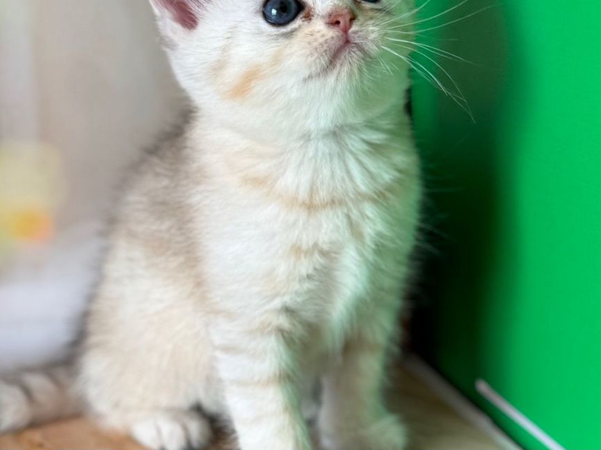 Шотландская кошка