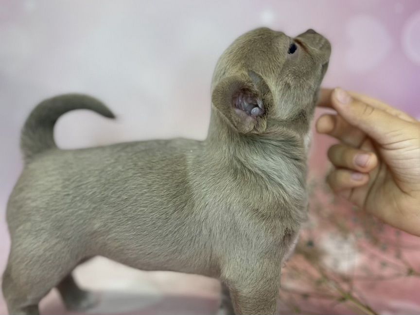 Лиловая принцесса