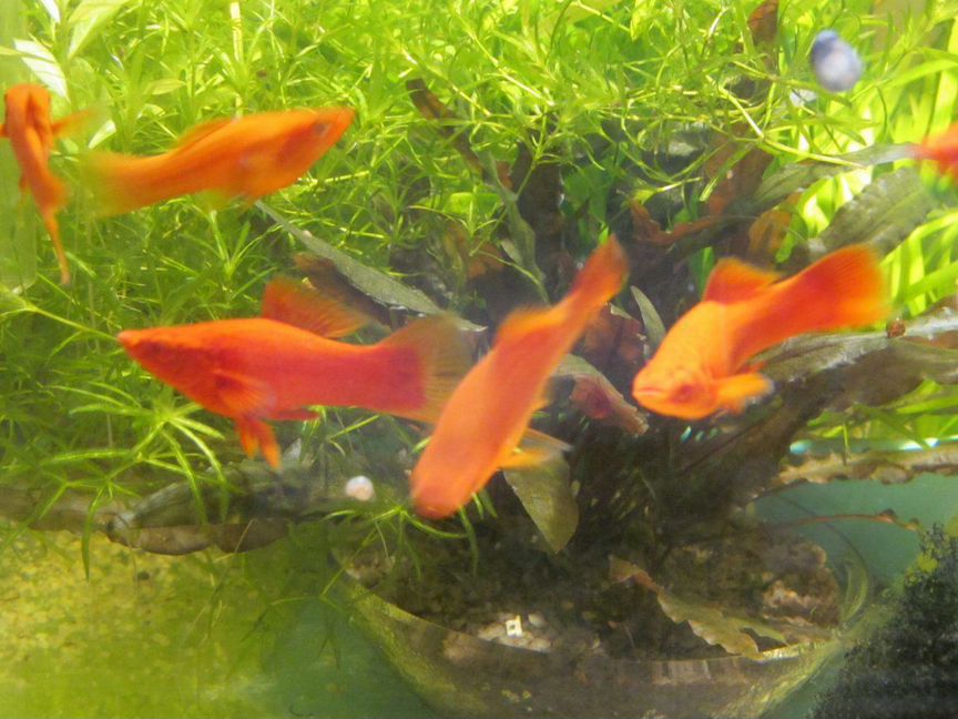 Аквариумные рыбки