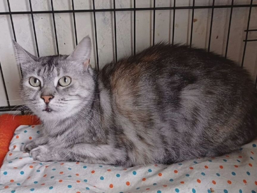 Кошечка Мила ищет хозяев