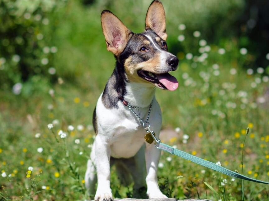 Собака в добрые руки