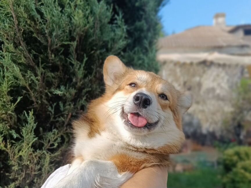 Вельш-корги пемброк