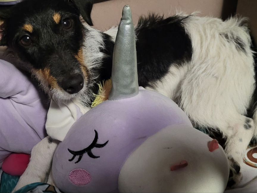 Джэк рассел терьер