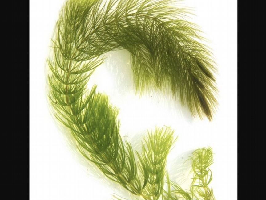 Роголистник