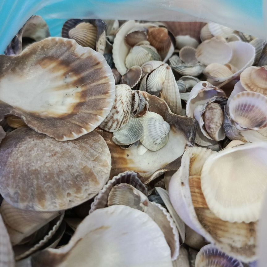 Морские ракушки