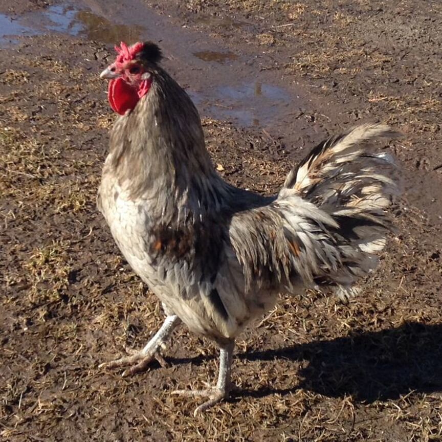 Молодые петушки