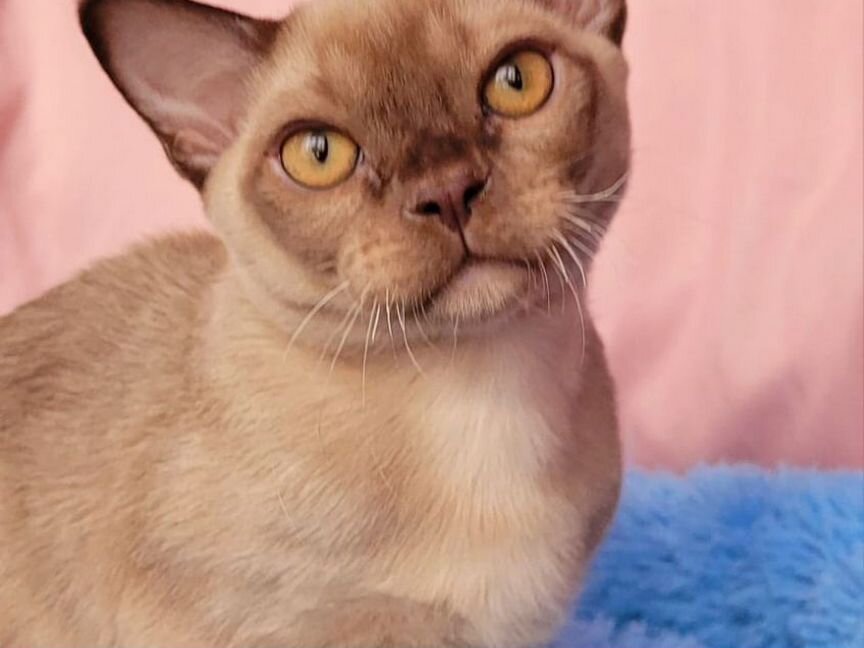 Бурманская