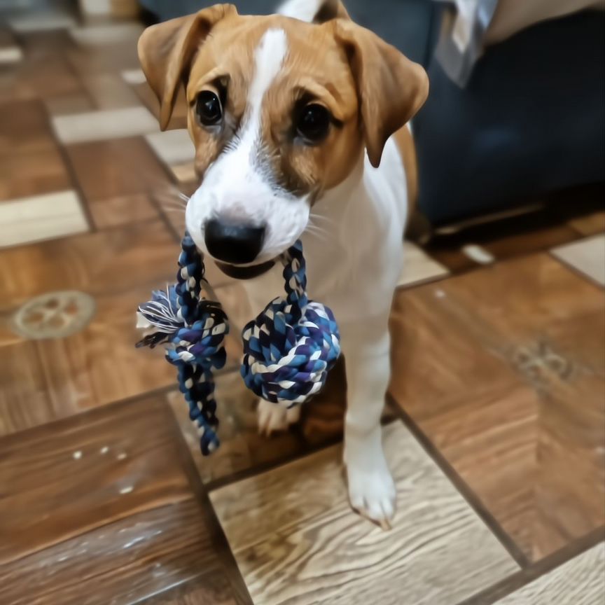 Джек-рассел-терьер, щенок