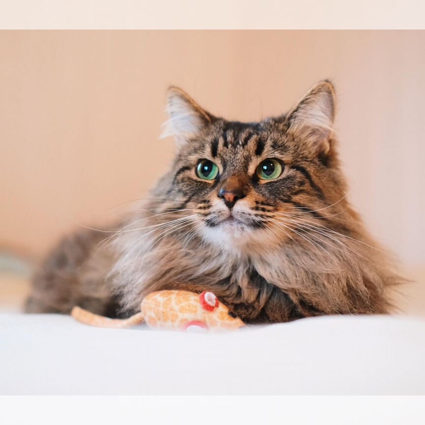 Сибирская кошка, взрослая