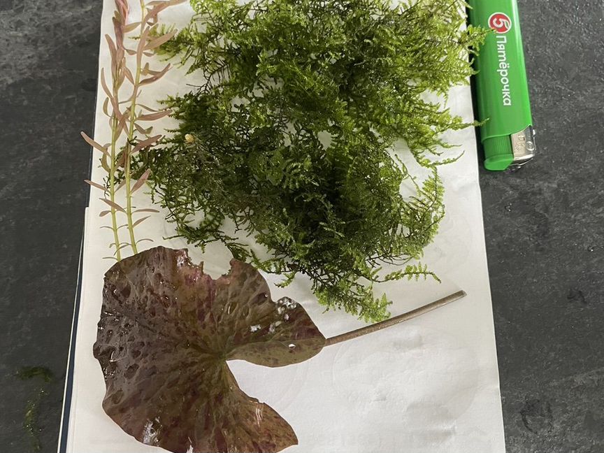 Аквариумные растения прополка бесплатно