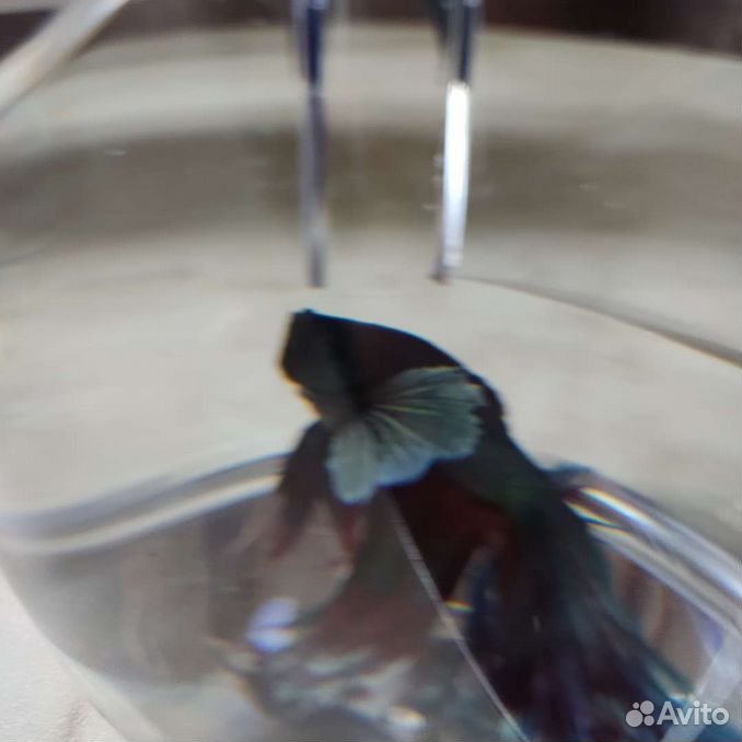 Рыбка петушок слоновое ухо