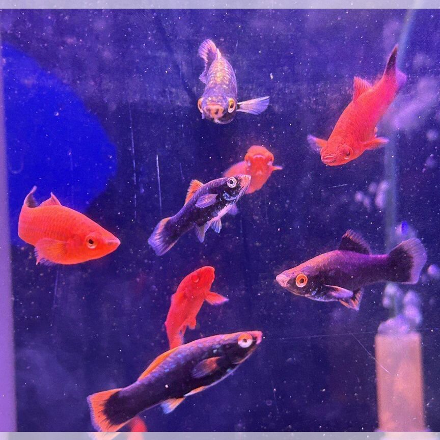 Меченосцы в ассортименте