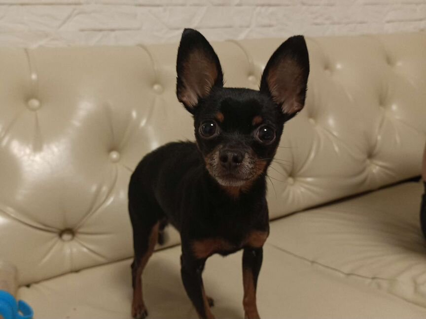 Мини той-терьер вязка