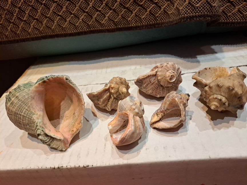 Морские ракушки раковины