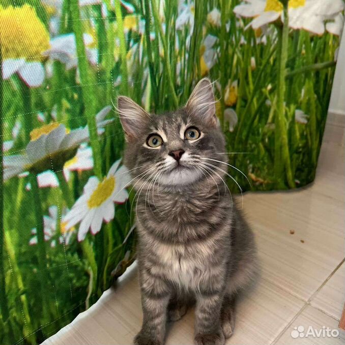 Пушистый красивый котенок бесплатно