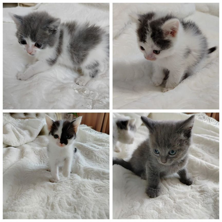 Котята в добрые руки