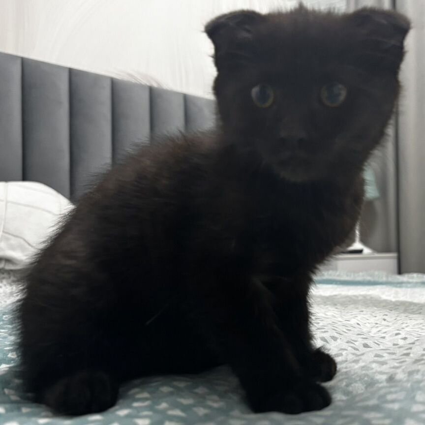 Шотландский вислоухий длинношёрстный котёнок