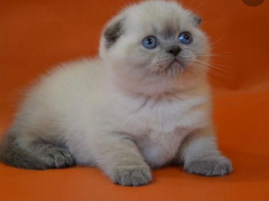 Шотландские котята