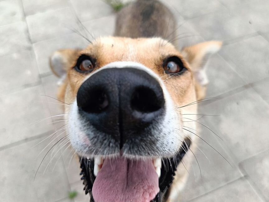 Собака в семью