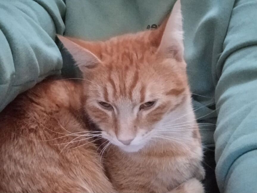 Марсель Прекрасный ищет дом