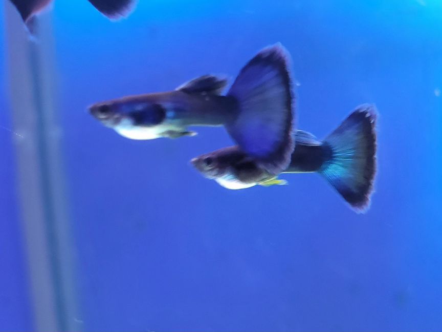 Гуппи чистая линия синие азиаты