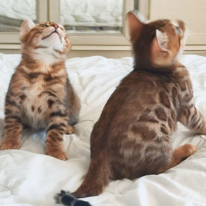 Котята бенгалы