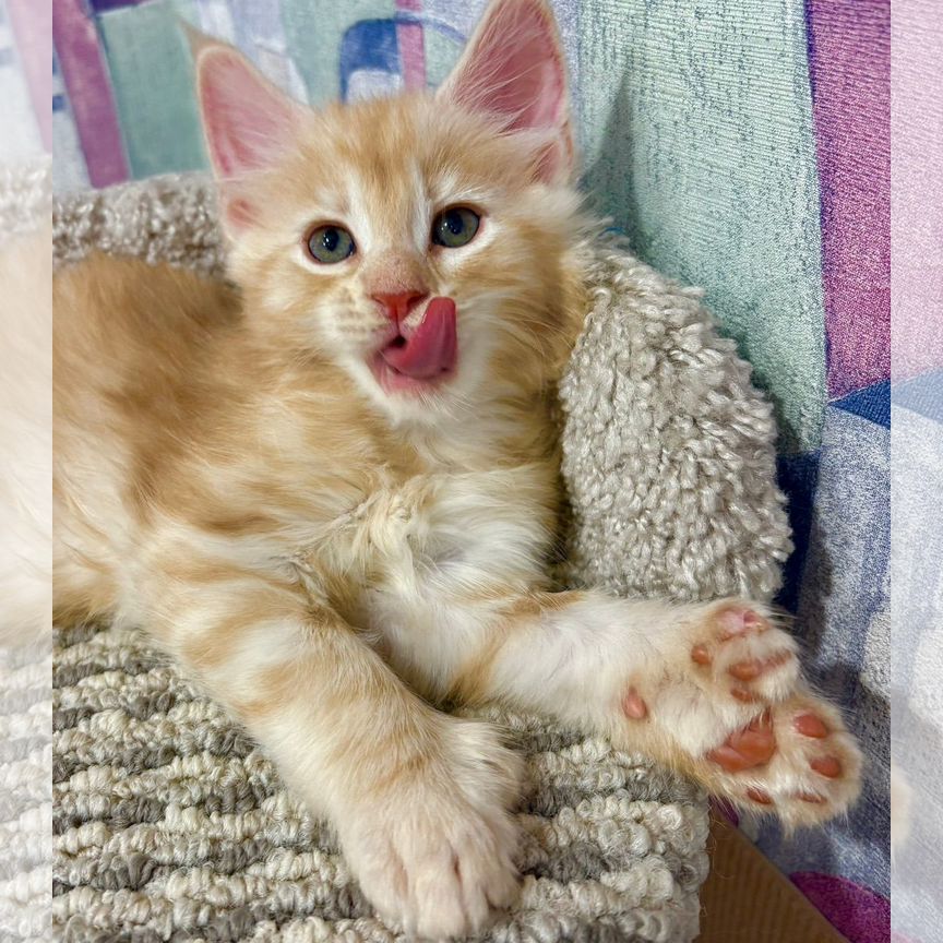 Мейн-кун котёнок