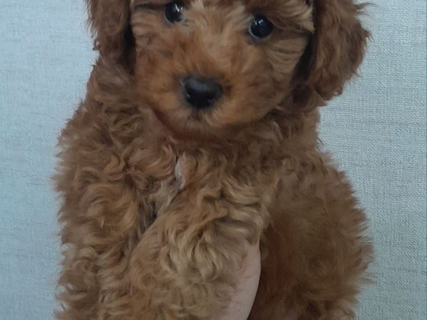 Щенок Мальтипу f1