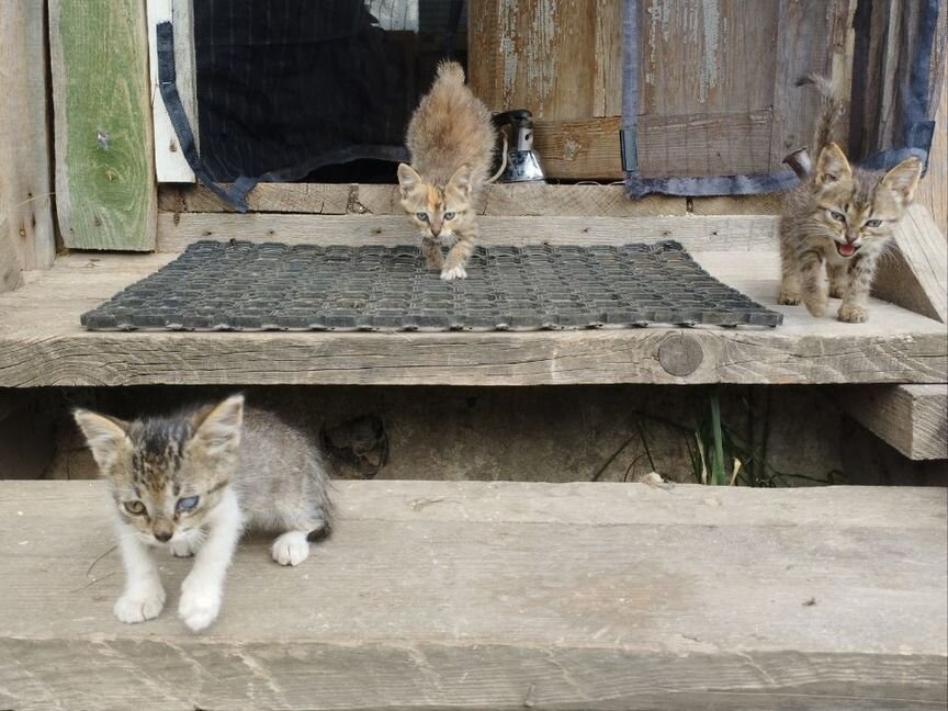 Котята ждут своих добрых хозяев