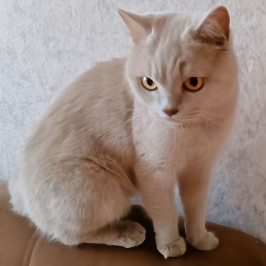 Британская длинношёрстная кошка, взрослая