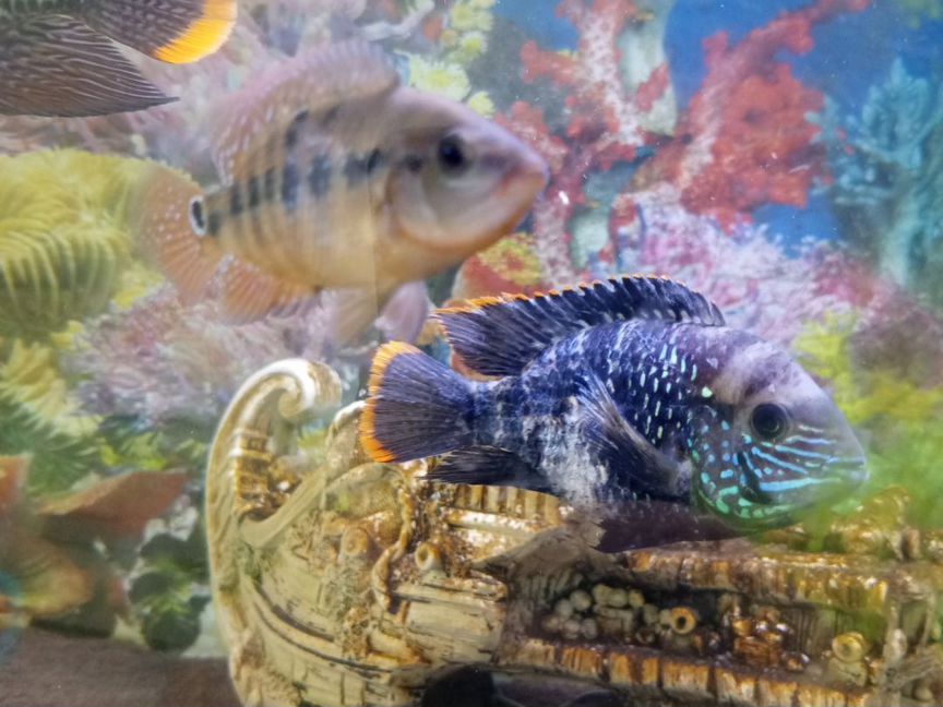 Акара бирюзовая. Отдам бесплатно