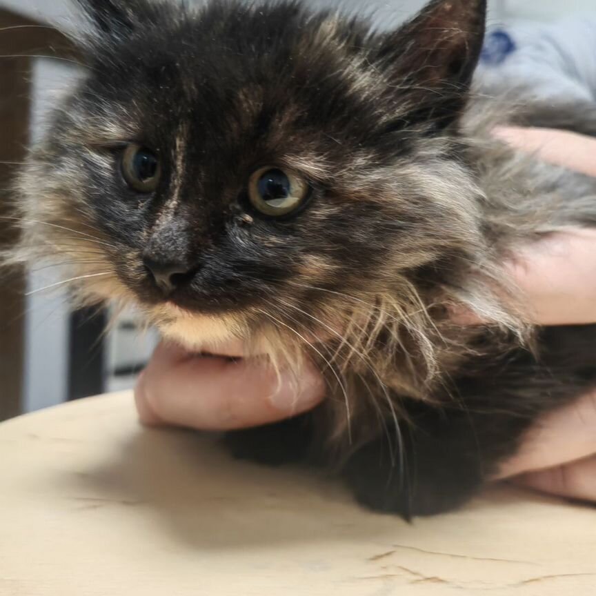 Бездомный котёнок