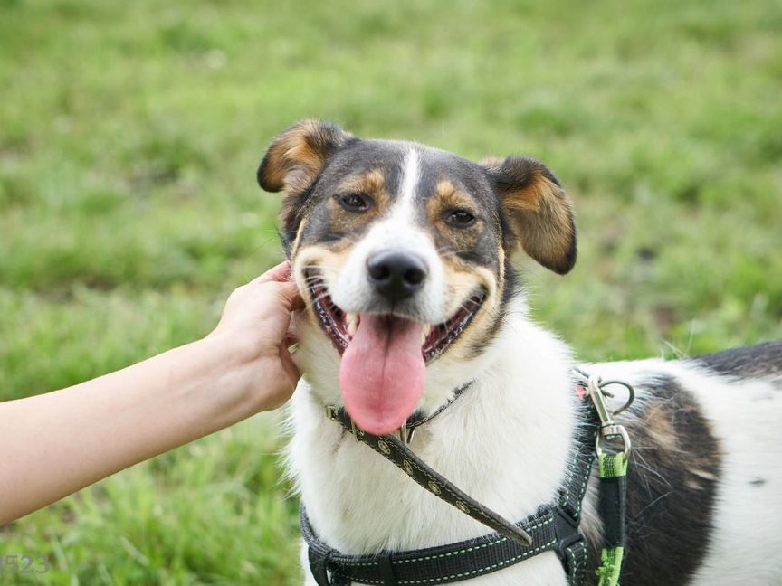 Пёс Джагер из приюта