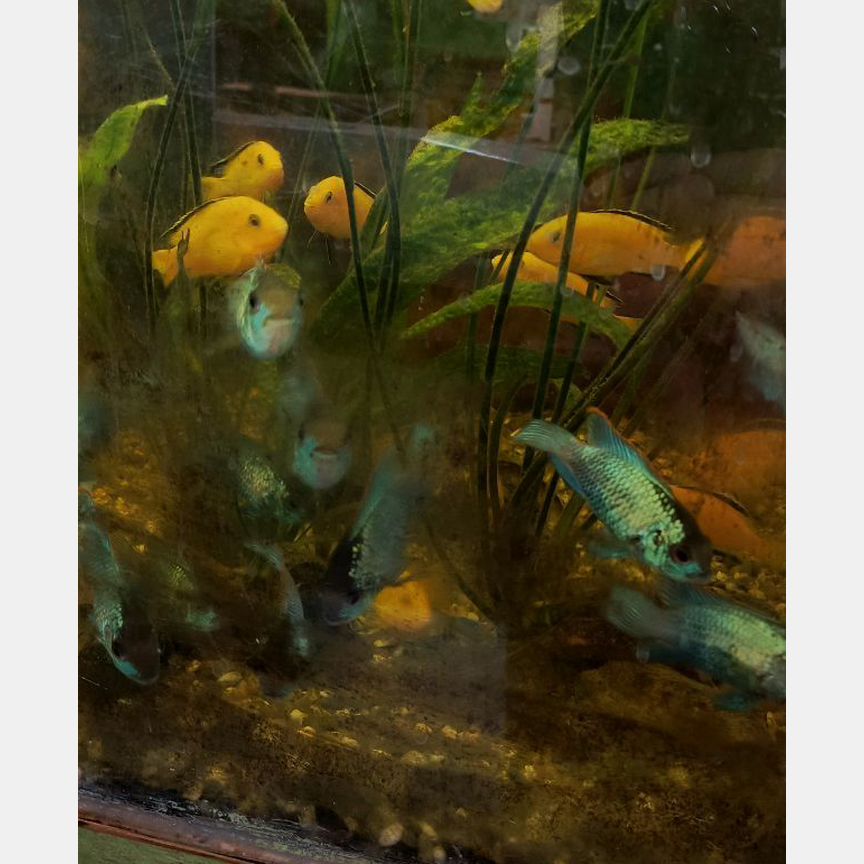 Лабидохромис Елоу