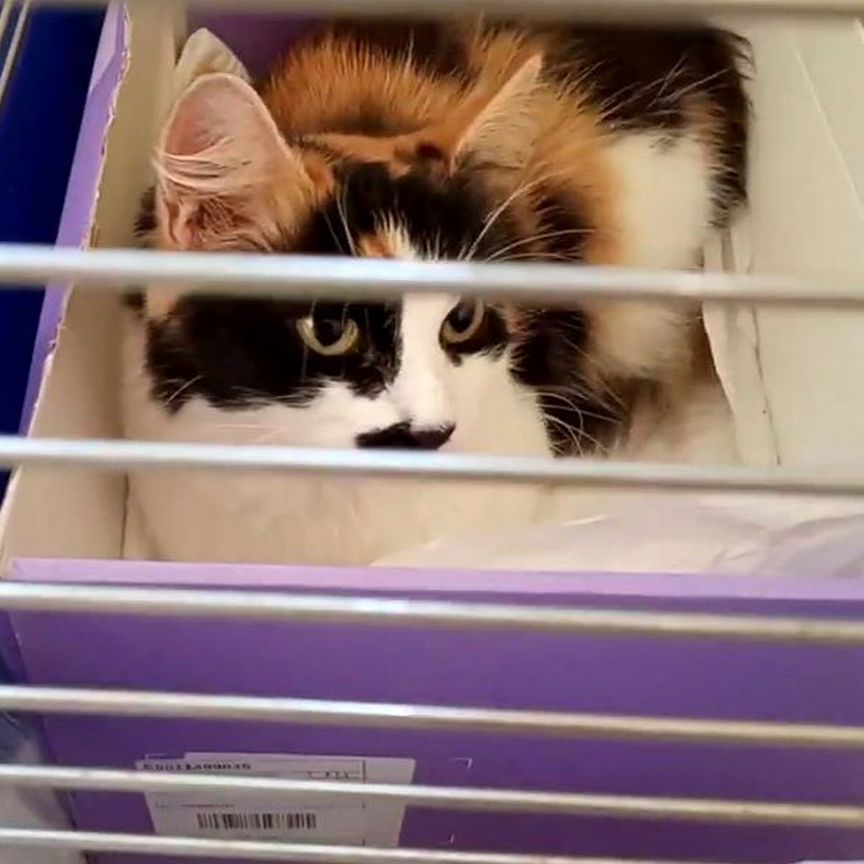 Милашка Плюша ждёт хозяев