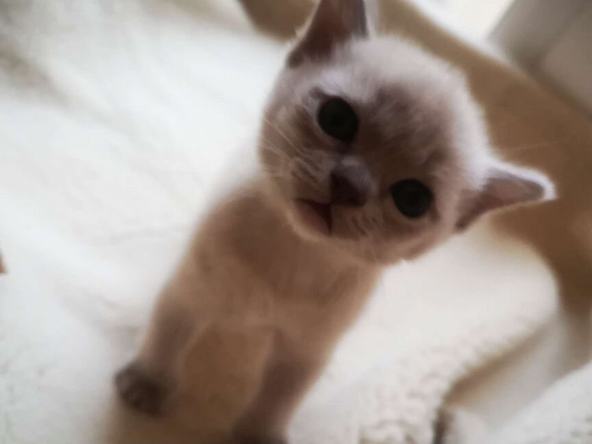 Лиловая бурма