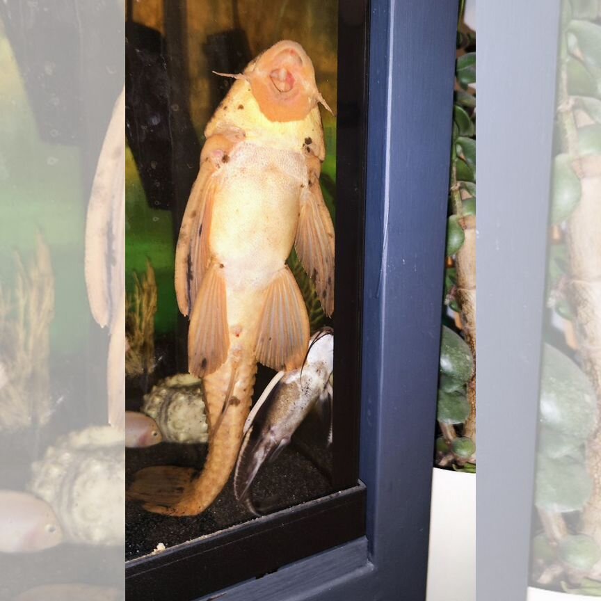 Сом анциструс 20см и сом платидорас 10см