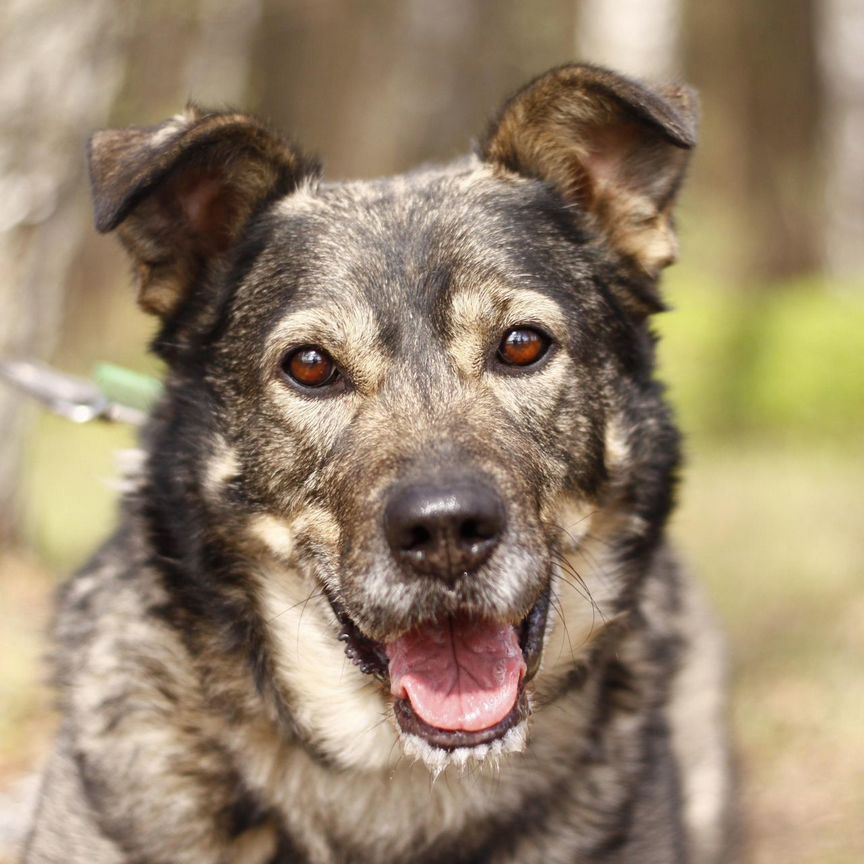 Пёс Бернард ищет семью
