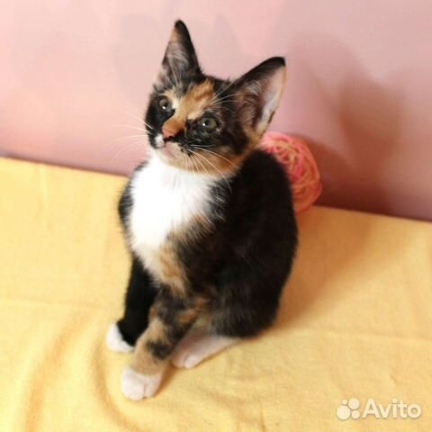 Котенок