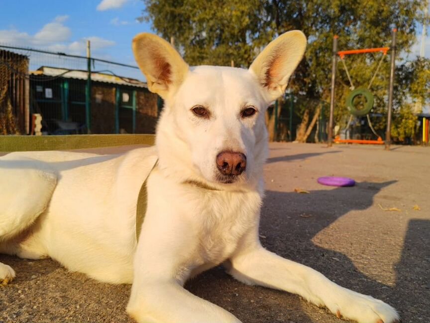 Белая собака бесплатно из приюта ищет дом