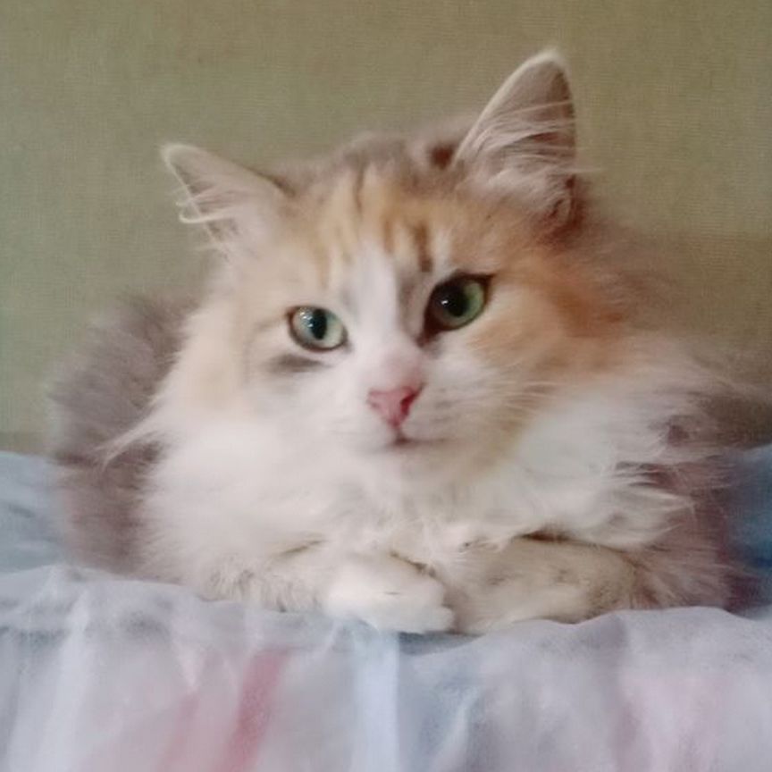 Кошки в добрые руки бесплатно