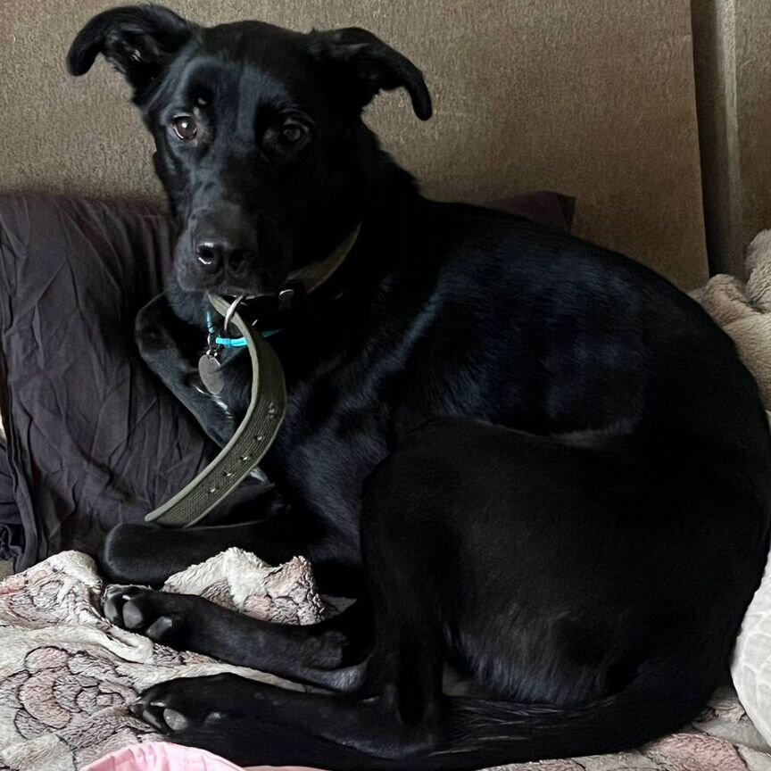 Взрослая собака в добрые руки